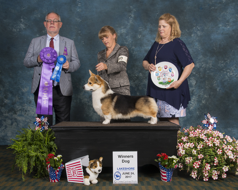 Connor – CH Afara Calico Pony – Afara